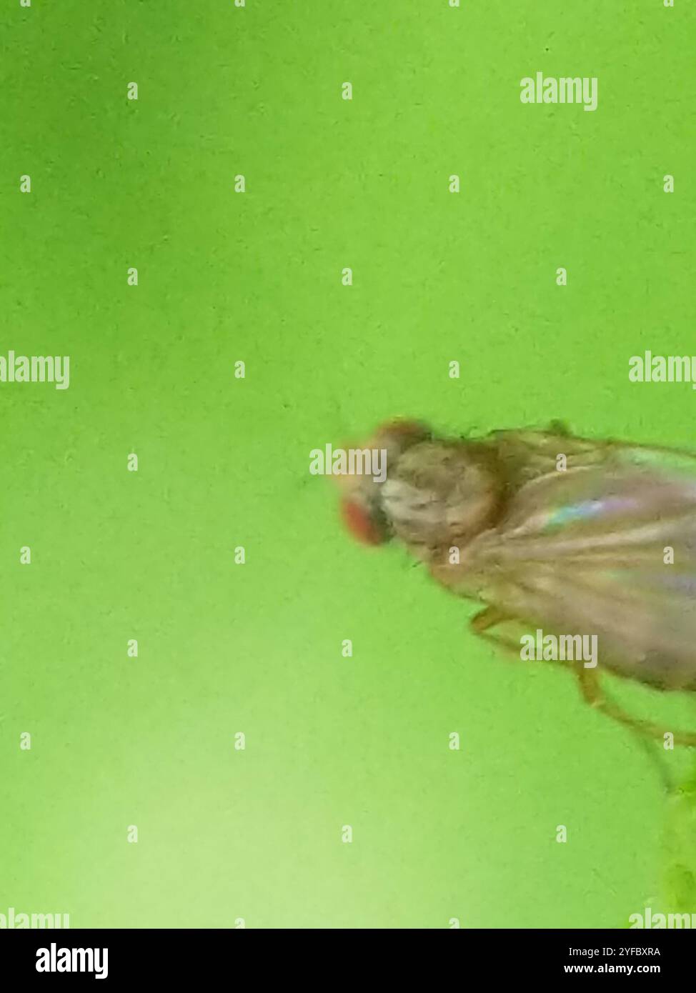 Scaptomyza hi-res stock photography and images - Alamy