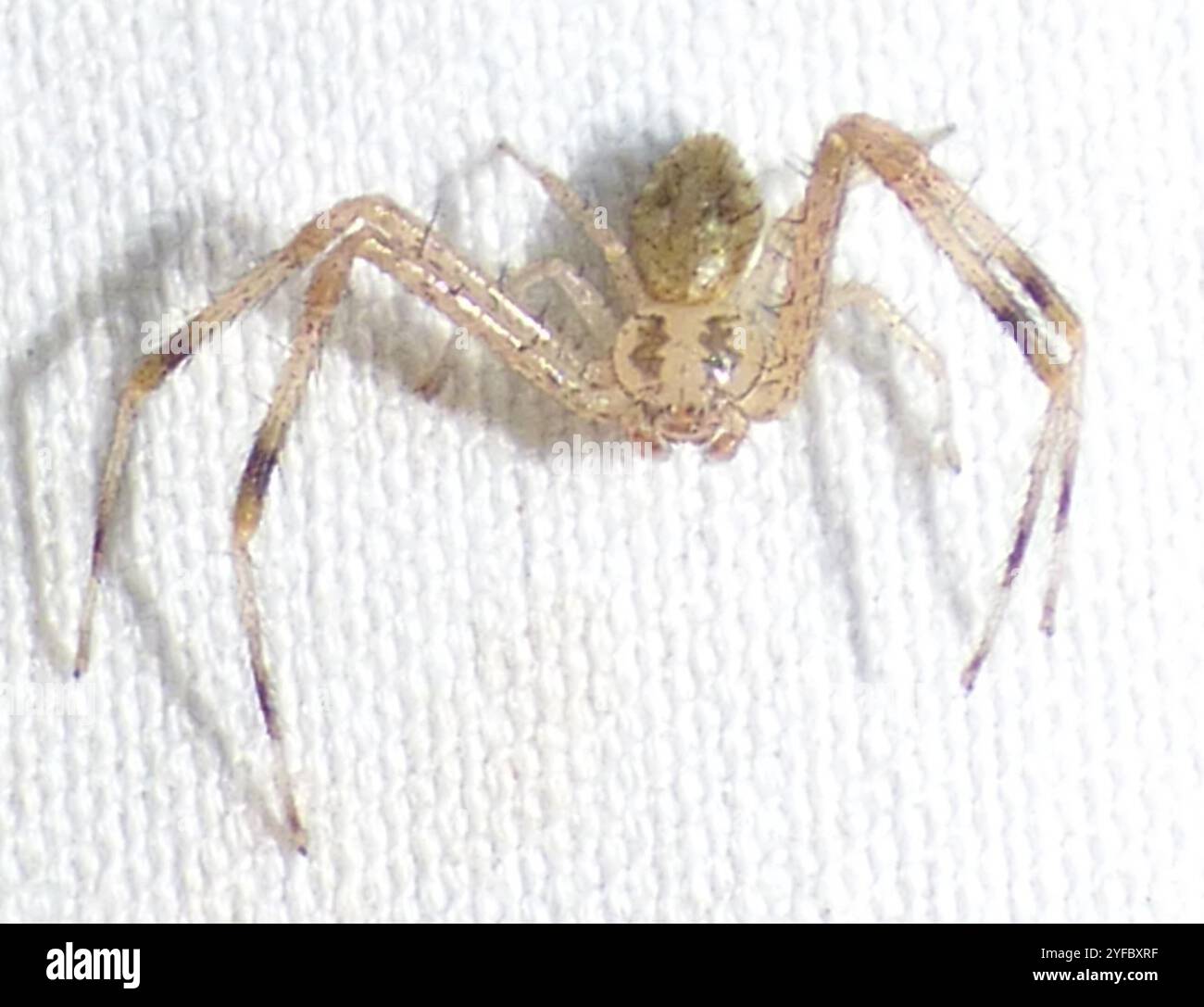Crab Spiders (Thomisidae Stock Photo - Alamy