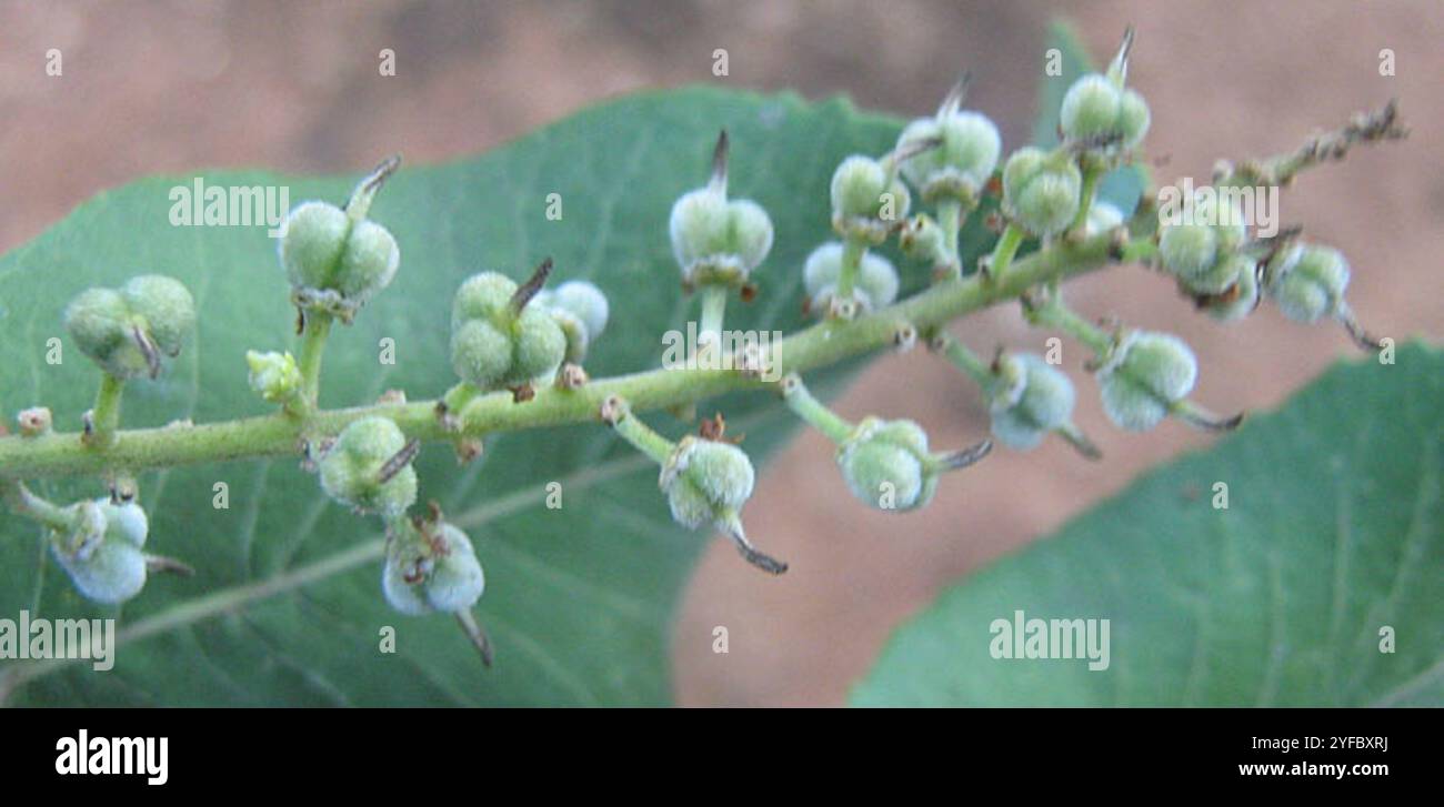 Pappea capensis hi-res stock photography and images - Alamy
