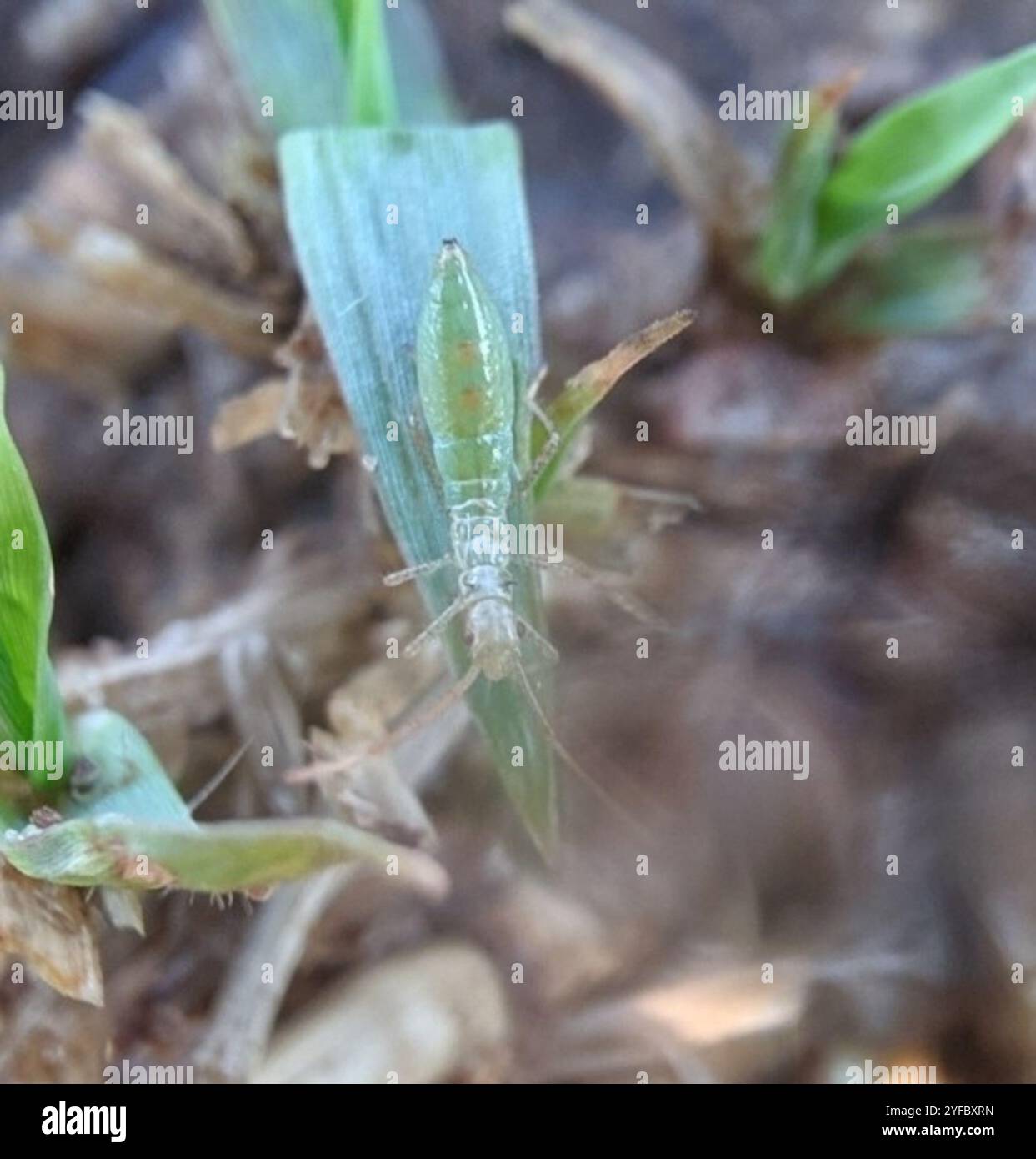 Leaf-footed Bugs and Allies (Coreoidea Stock Photo - Alamy