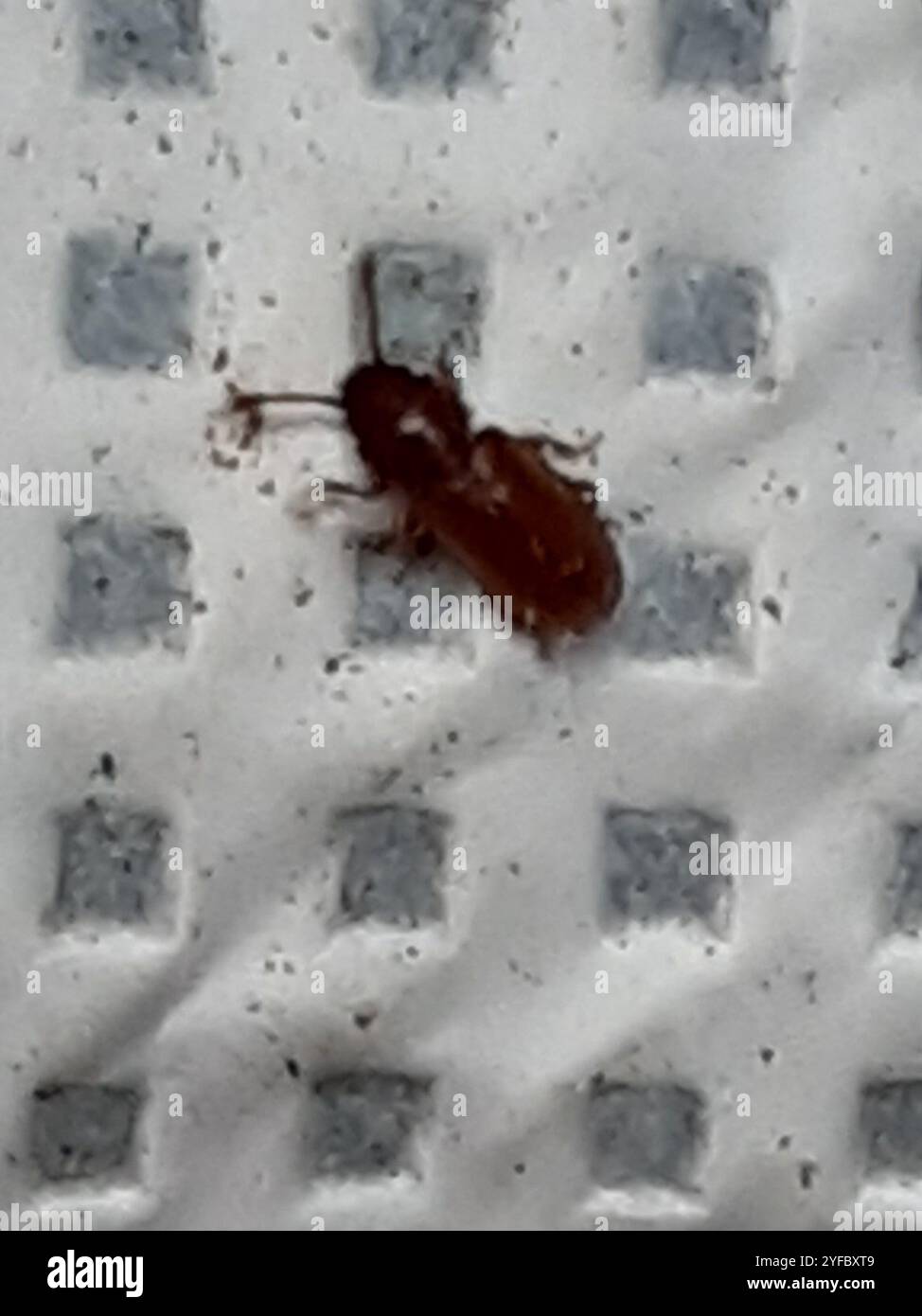 Foreign grain beetle hi-res stock photography and images - Alamy