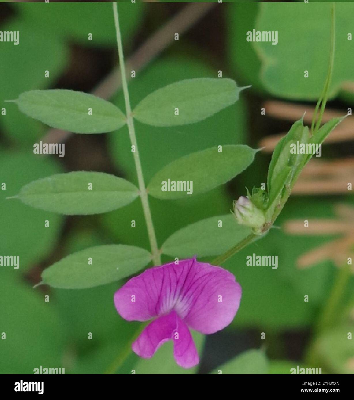 Common Vetch (Vicia sativa Stock Photo - Alamy