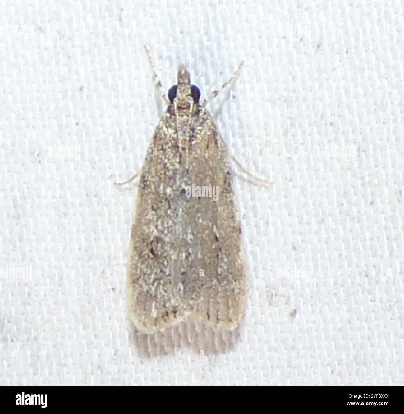 Many-spotted Scoparia Moth (Scoparia basalis Stock Photo - Alamy