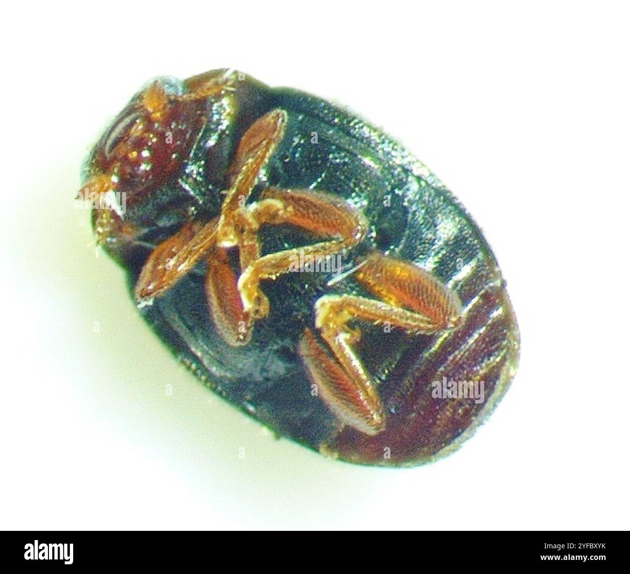 Firefly Duskyling (Diomus terminatus Stock Photo - Alamy