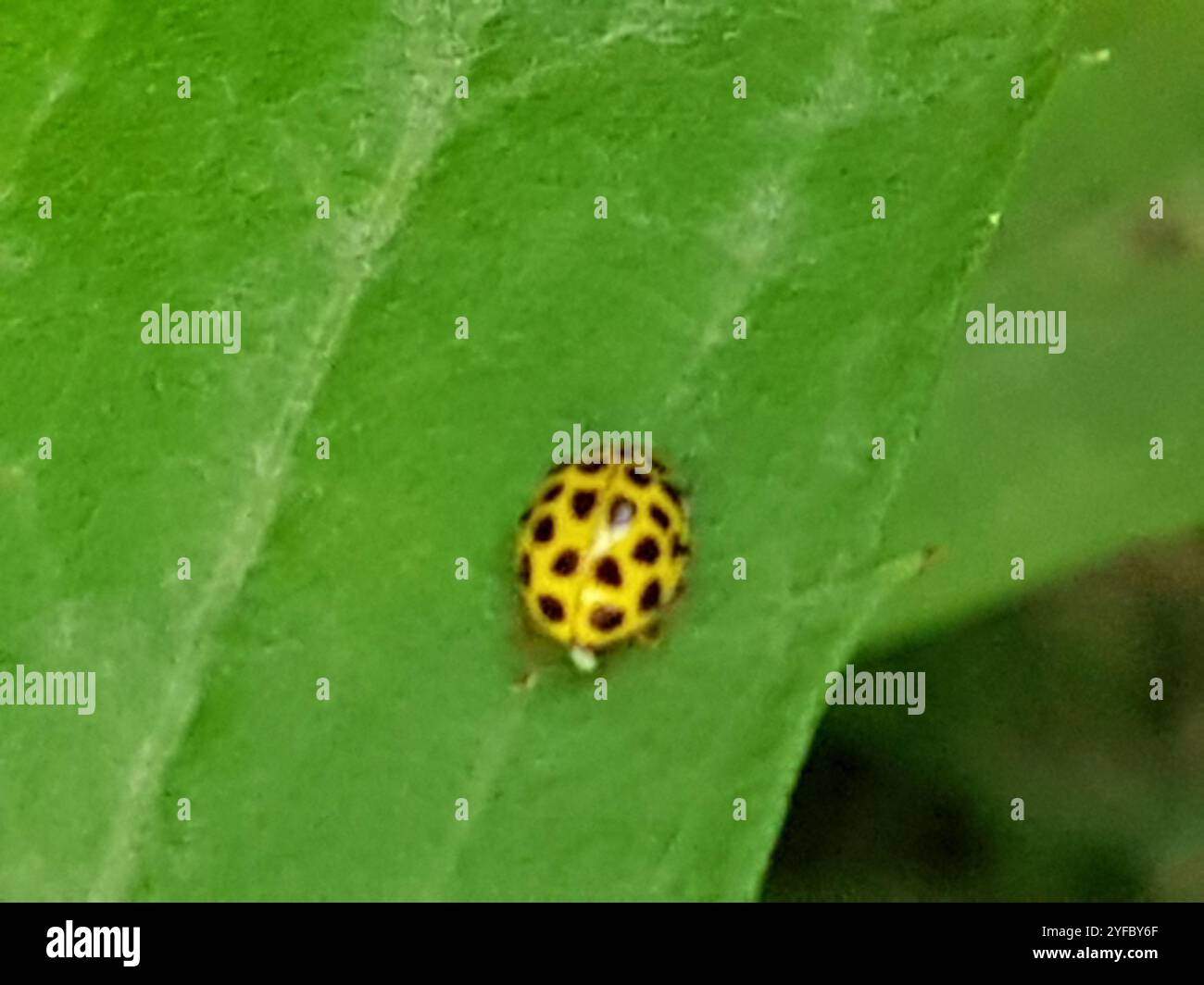 22-spot Ladybird (Psyllobora vigintiduopunctata Stock Photo - Alamy