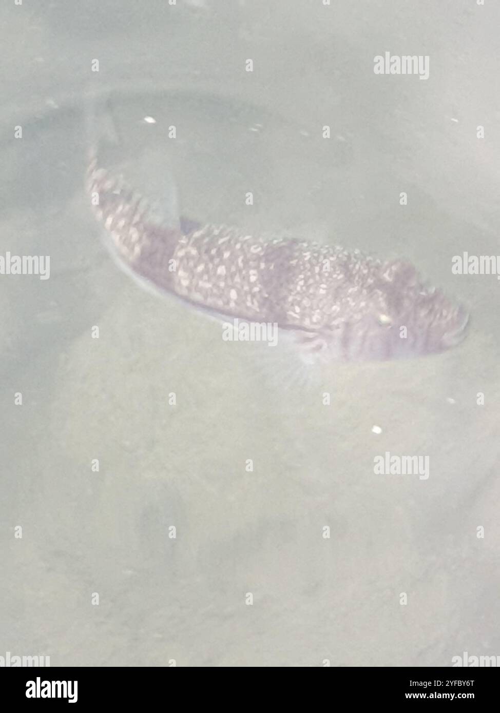 Weeping Toadfish (Torquigener pleurogramma Stock Photo - Alamy