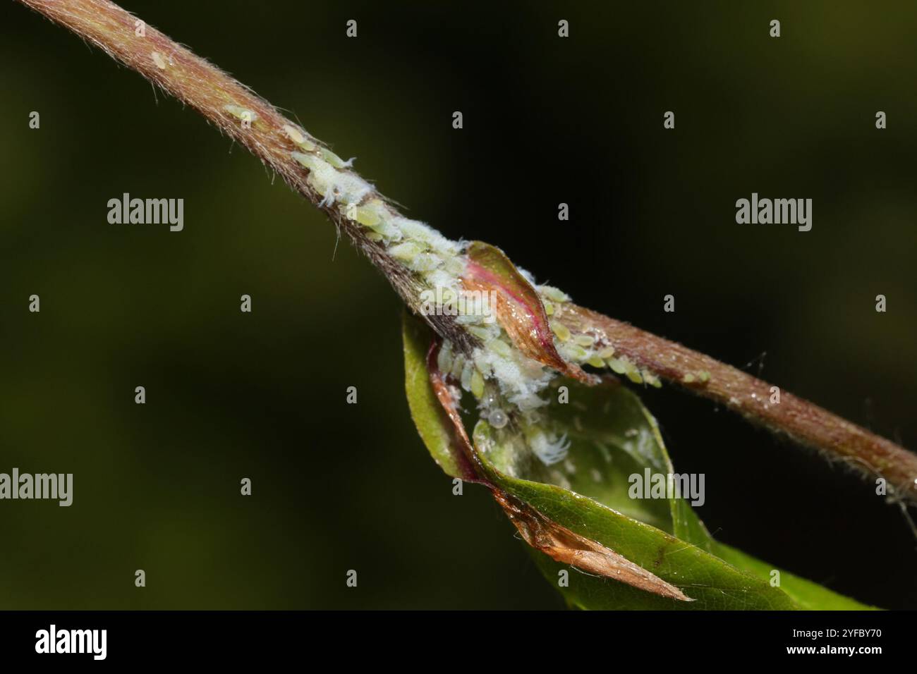 Woolly Beech Aphid (Phyllaphis fagi Stock Photo - Alamy