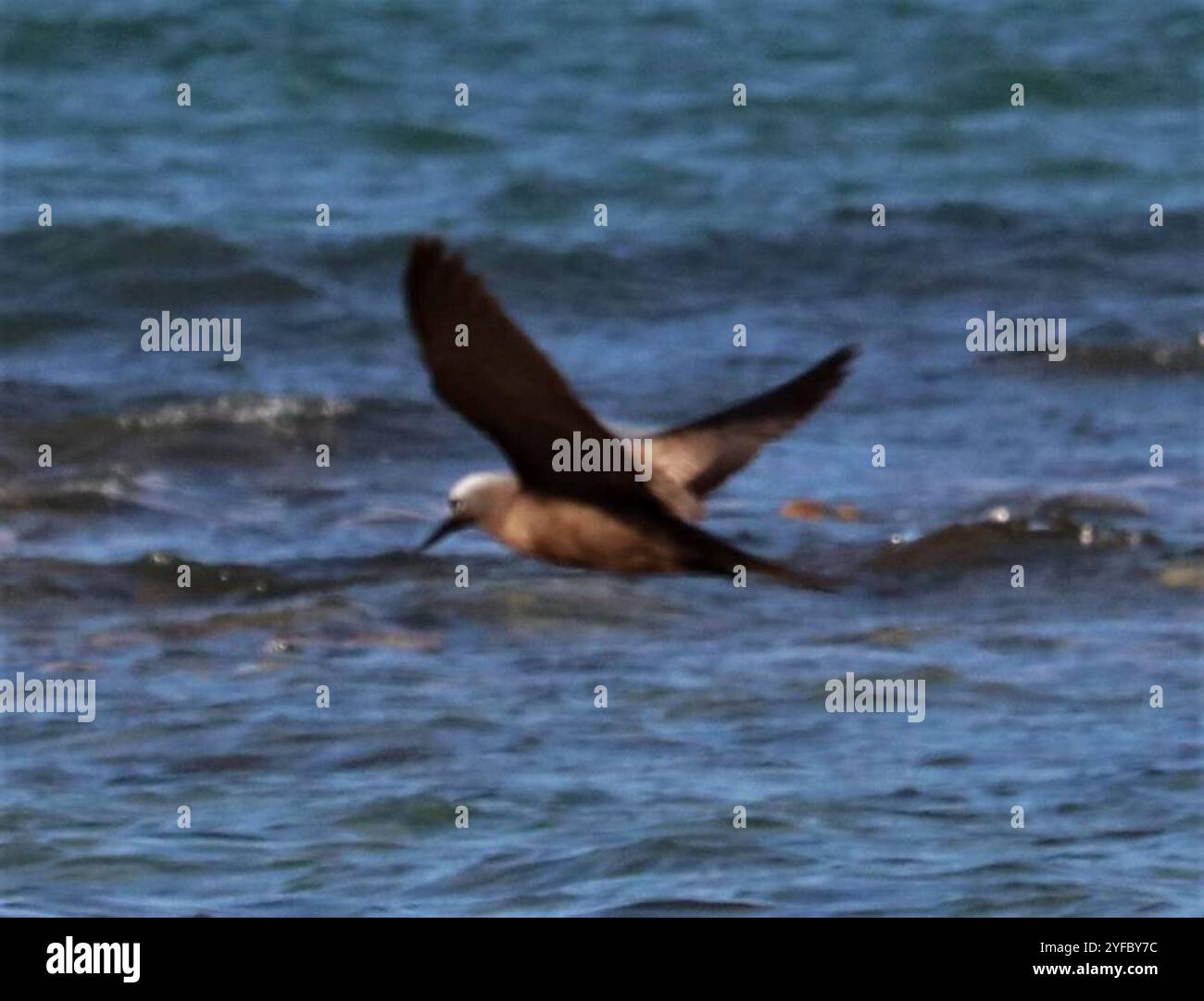 Lesser Noddy (Anous tenuirostris Stock Photo - Alamy