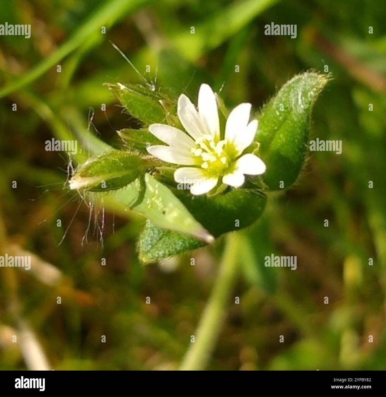 Common mouse-ear chickweed (Cerastium fontanum Stock Photo - Alamy