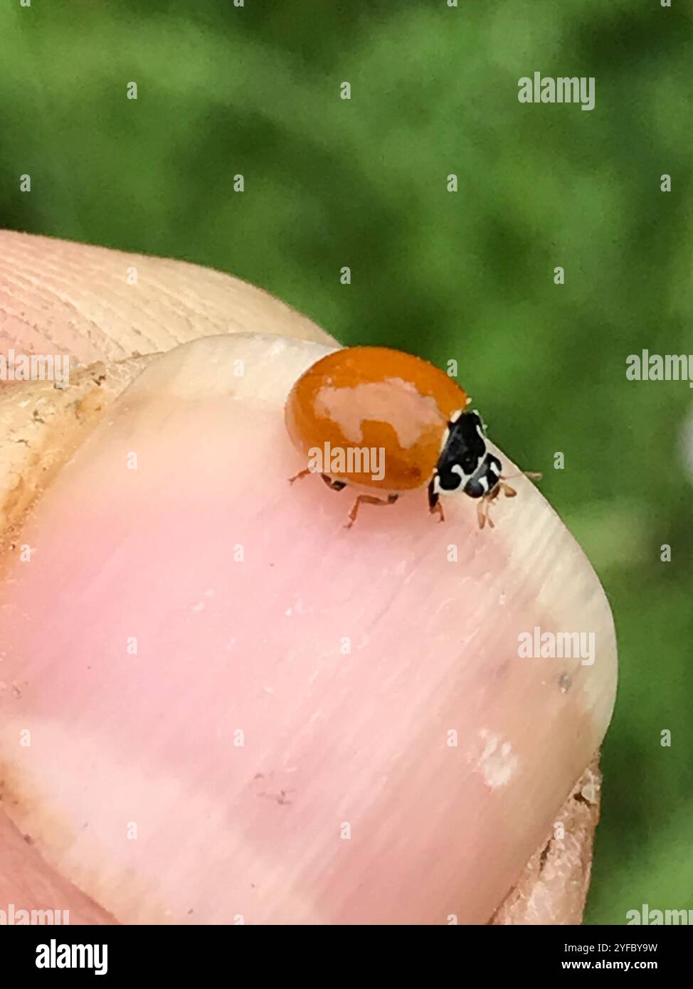 Polished Lady Beetle (Cycloneda munda Stock Photo - Alamy