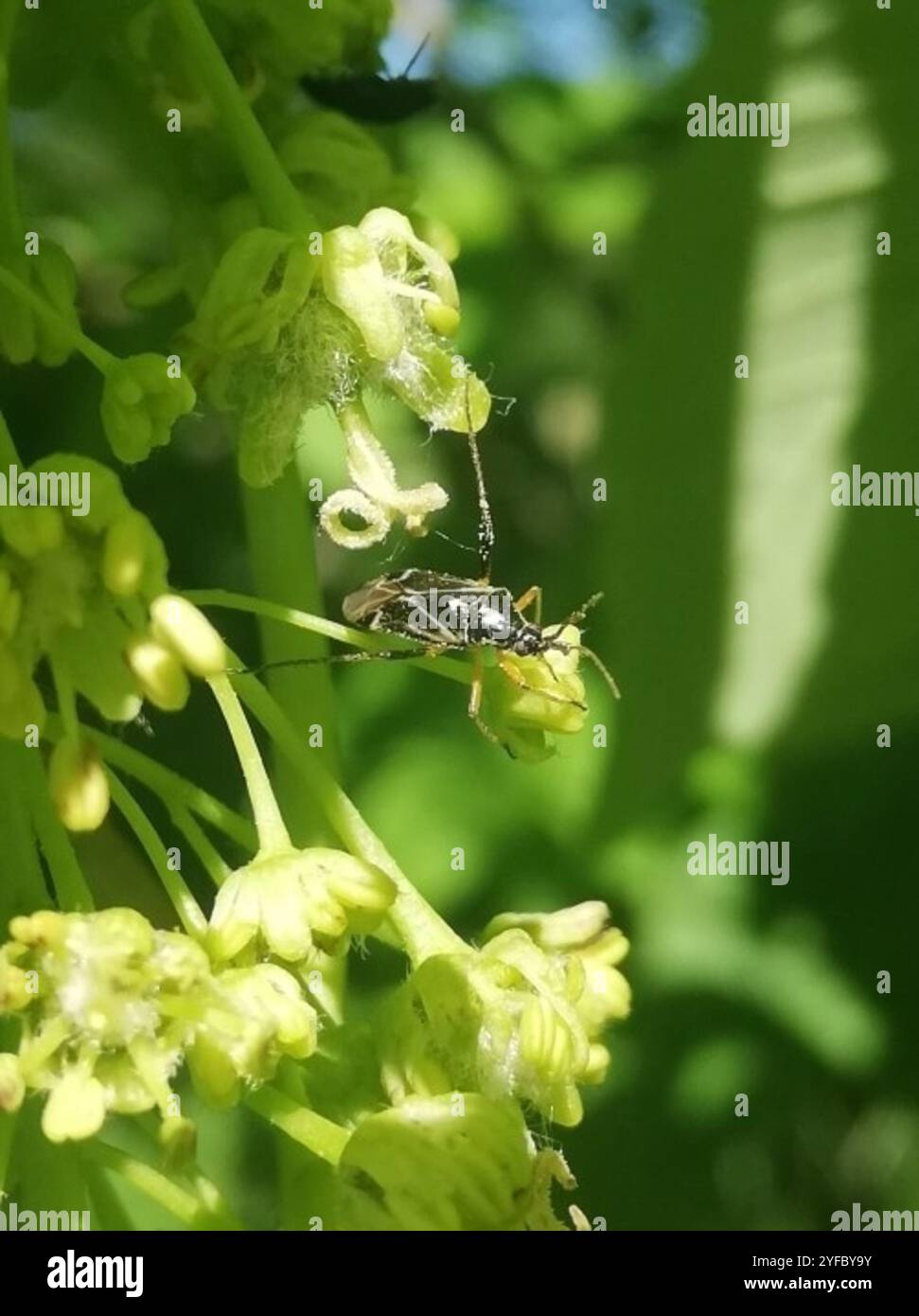 handsome plant bug (Harpocera thoracica Stock Photo - Alamy