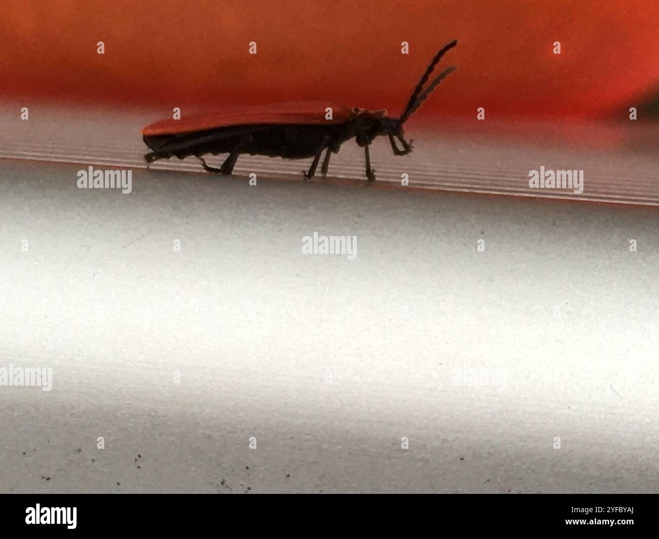 Golden Net-winged Beetle (Dictyoptera aurora Stock Photo - Alamy