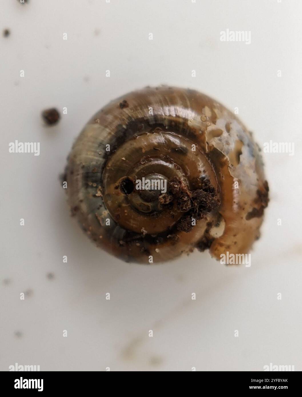 Oxychilus draparnaudi hi-res stock photography and images - Alamy