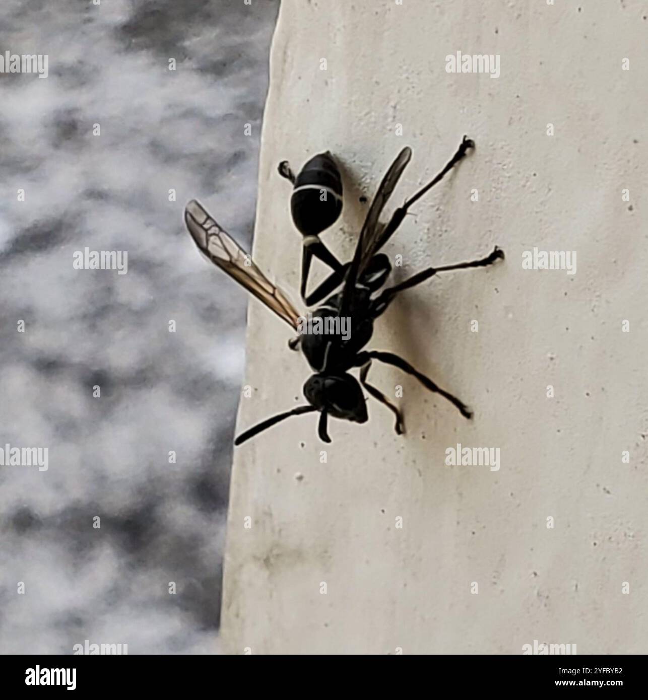 Paper Wasps (Polistinae Stock Photo - Alamy