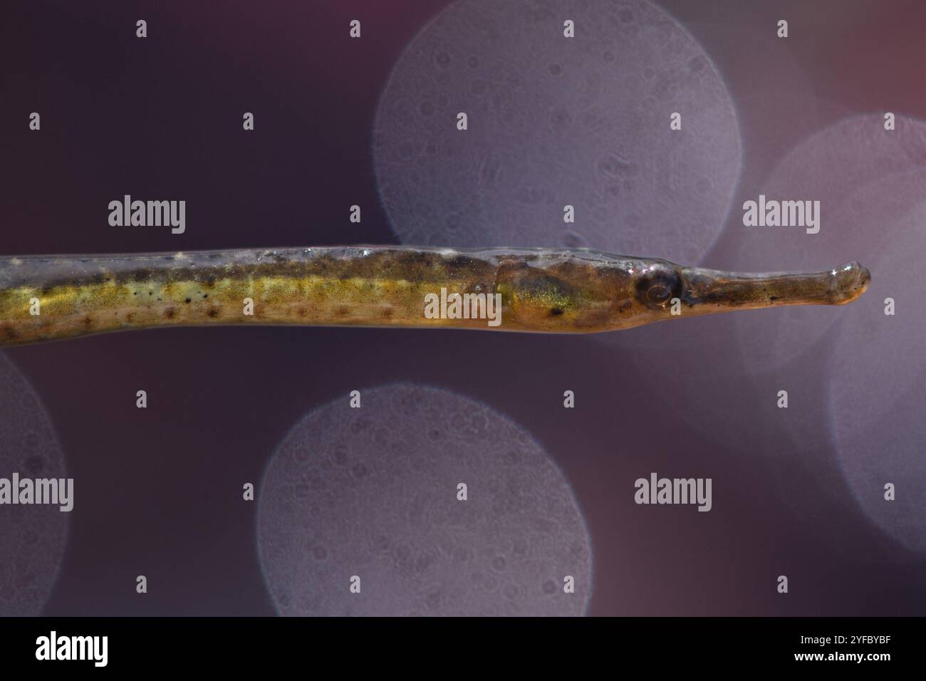 Kelp Pipefish (Syngnathus californiensis Stock Photo - Alamy