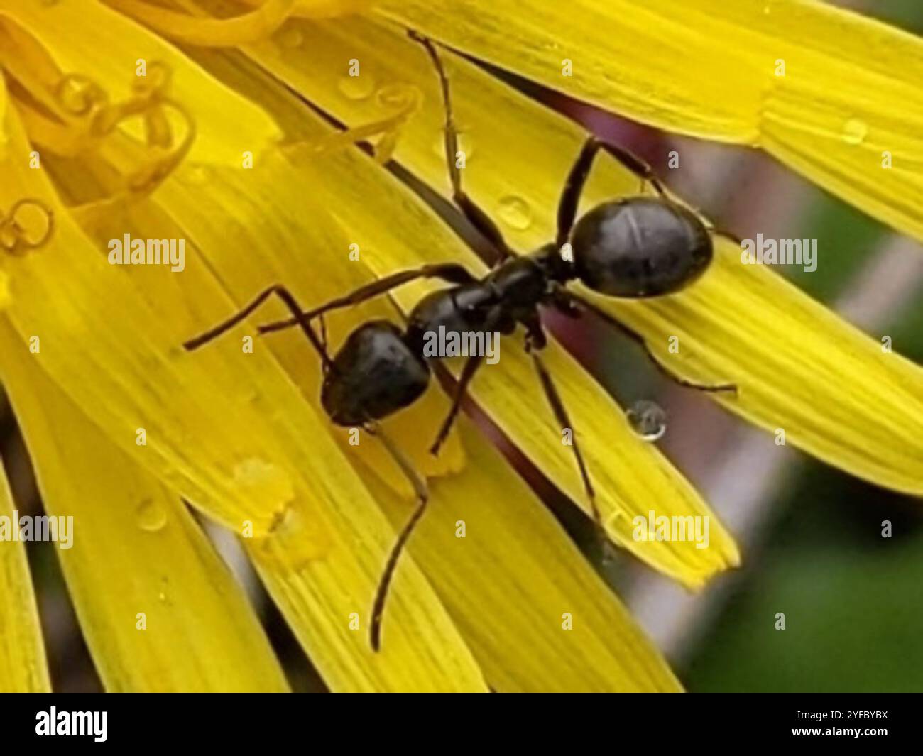 fusca-group Field Ants and Allies (Formica fusca Stock Photo - Alamy