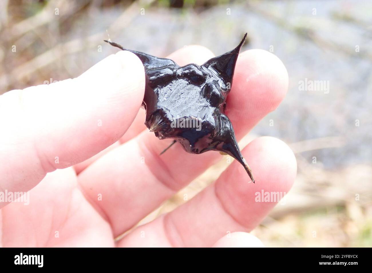 Water caltrop (Trapa natans Stock Photo - Alamy