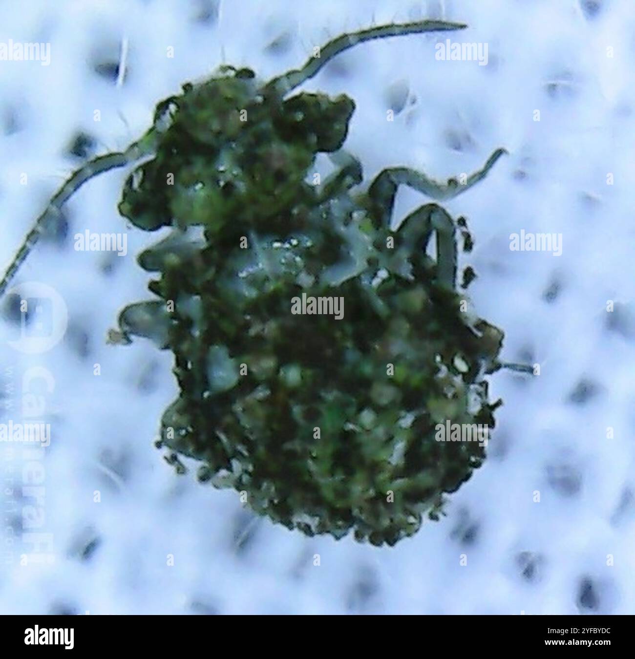 Common Barklice (Psocidae Stock Photo - Alamy