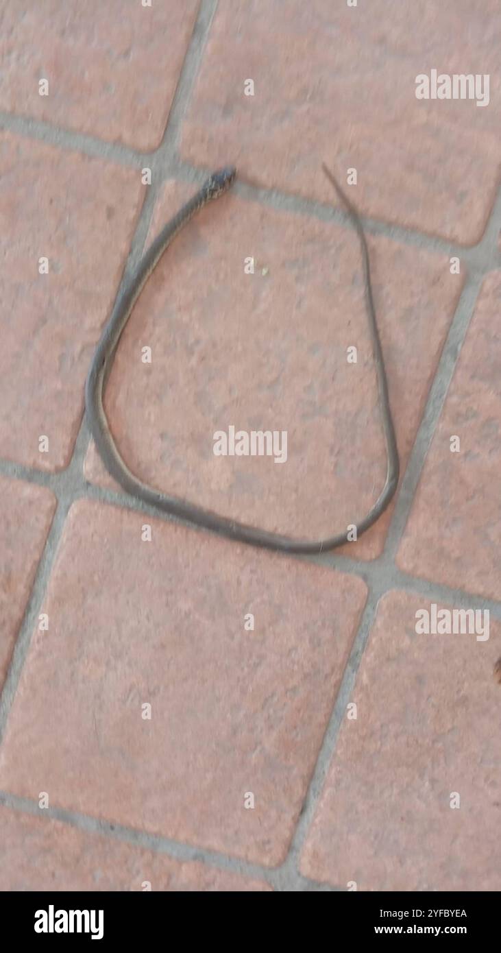 Green Whip Snake (Hierophis viridiflavus Stock Photo - Alamy