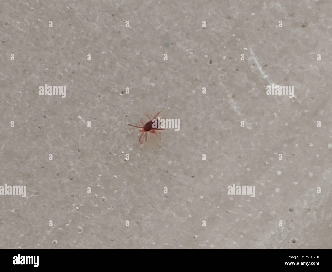 Sidewalk Mites (Balaustium Stock Photo - Alamy