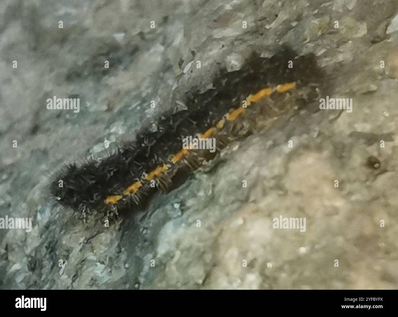 Common Footman (Eilema lurideola Stock Photo - Alamy