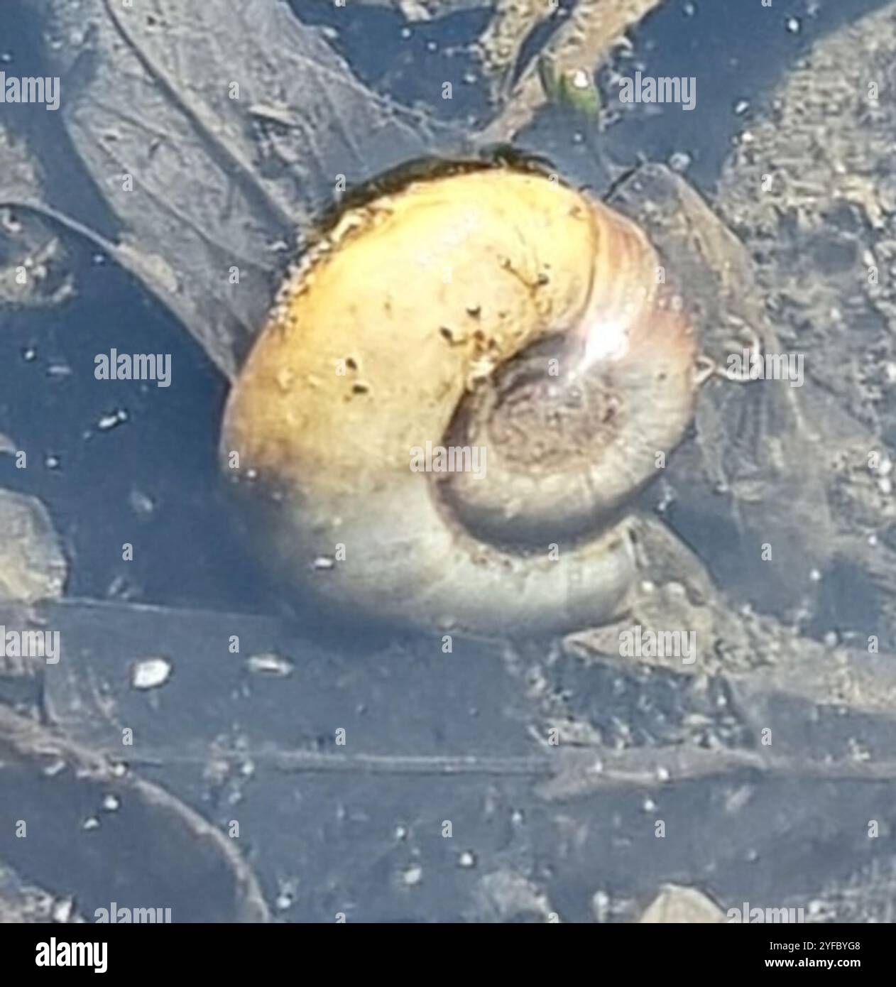 Great Ram's-horn (Planorbarius corneus Stock Photo - Alamy