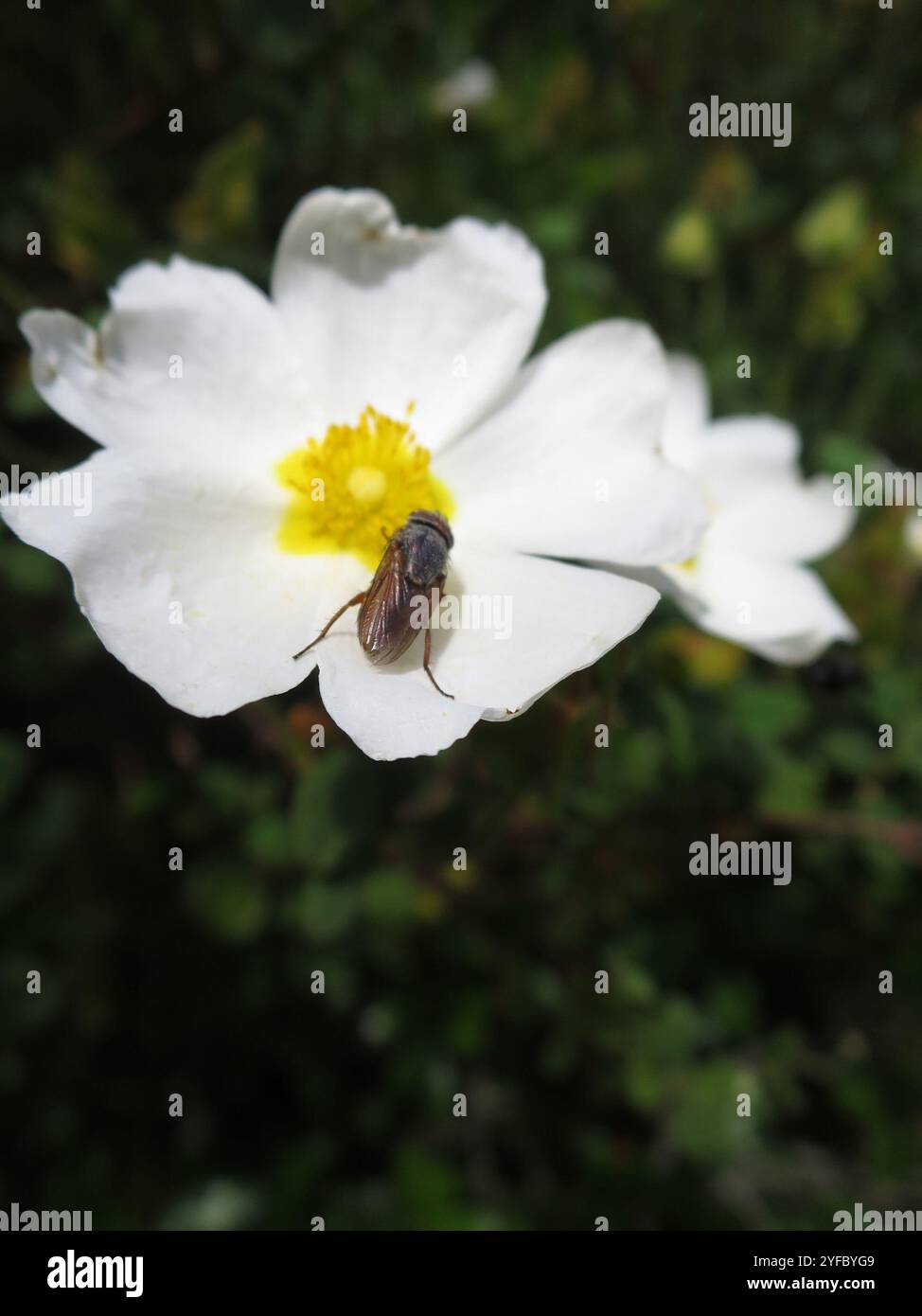 Rhyncomya hi-res stock photography and images - Alamy