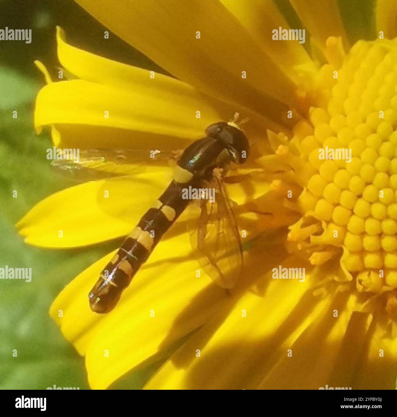 Common Globetail (Sphaerophoria scripta Stock Photo - Alamy