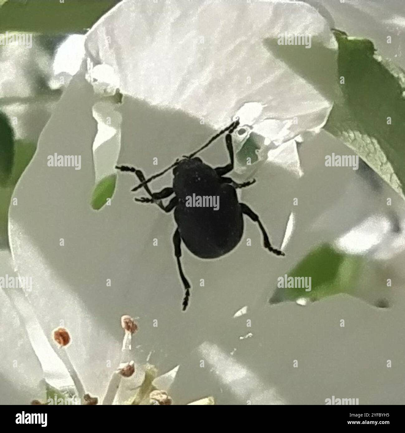 Western Grape Rootworm (Bromius obscurus Stock Photo - Alamy