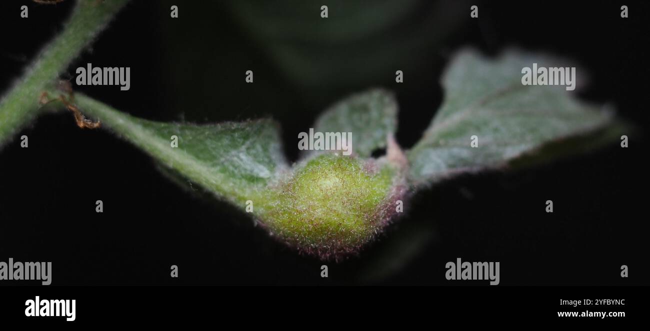 Oak Petiole Gall Wasp (Andricus quercuspetiolicola Stock Photo - Alamy