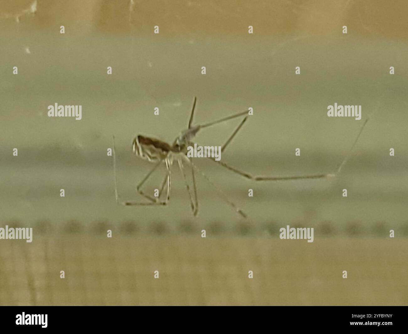 Cellar Spiders (Pholcidae Stock Photo - Alamy