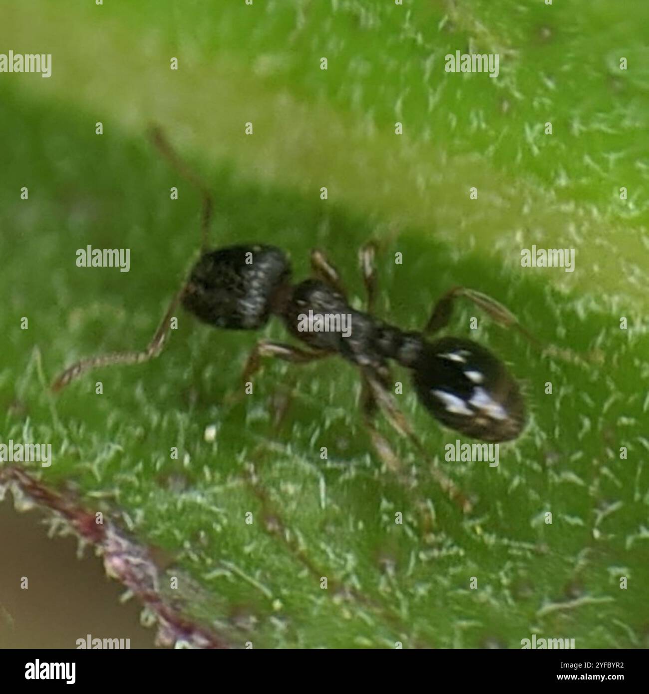 Pavement Ants (Tetramorium caespitum Stock Photo - Alamy