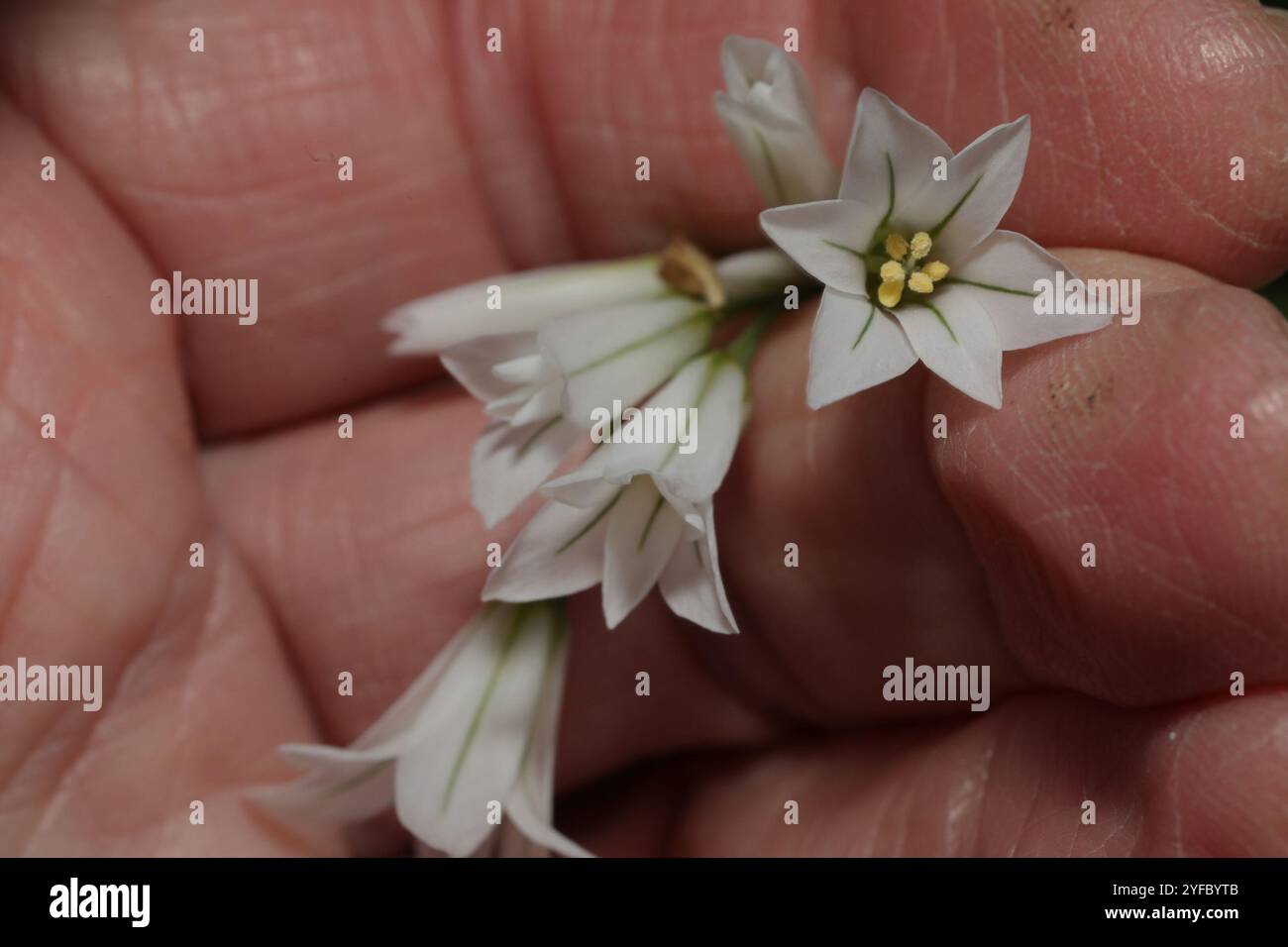 Three-cornered garlic (Allium triquetrum Stock Photo - Alamy