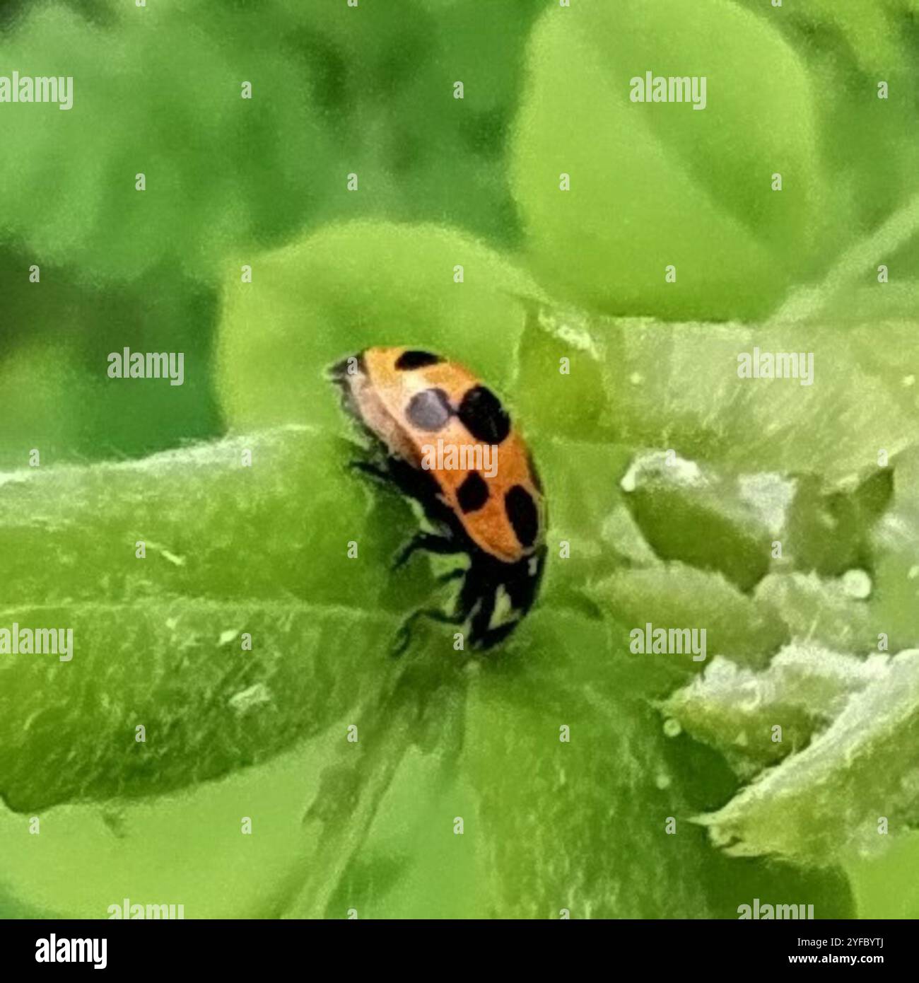 Notated Lady Beetle (Ceratomegilla notata Stock Photo - Alamy