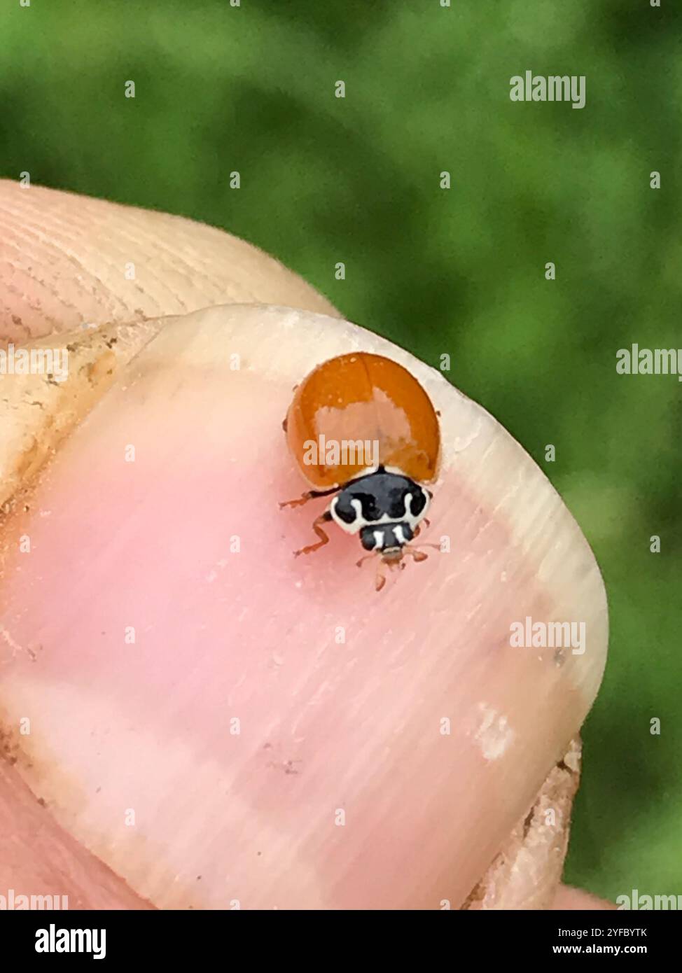 Polished Lady Beetle (Cycloneda munda Stock Photo - Alamy
