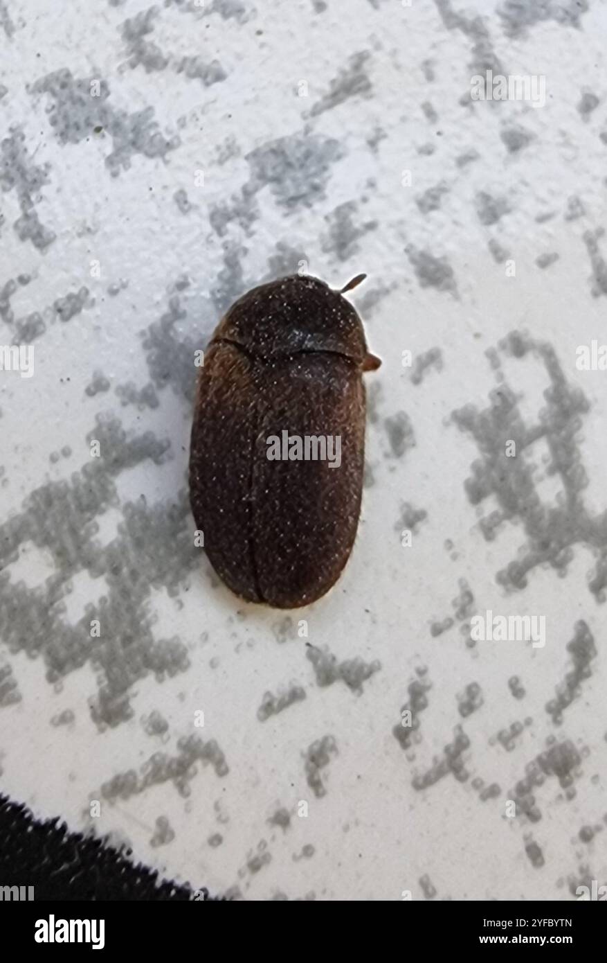 Black Carpet Beetles (Attagenus Stock Photo - Alamy