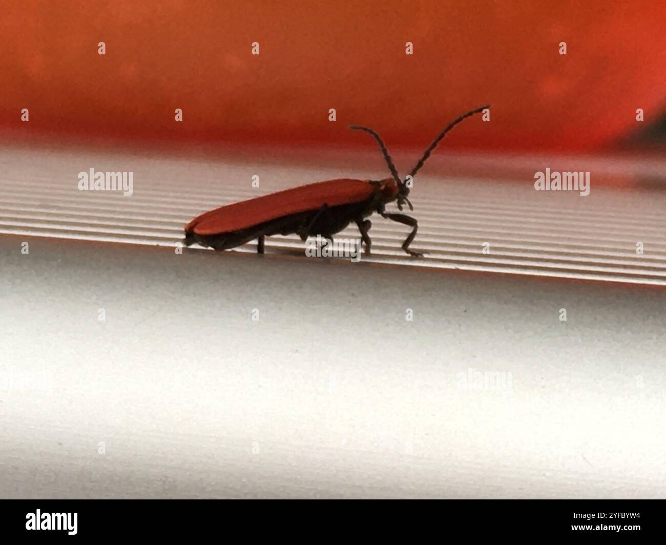 Golden Net-winged Beetle (Dictyoptera aurora Stock Photo - Alamy