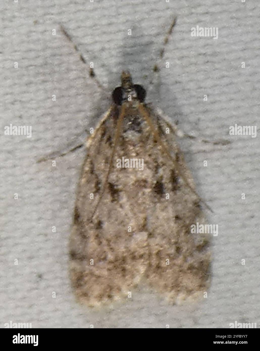 Many-spotted Scoparia Moth (Scoparia basalis Stock Photo - Alamy