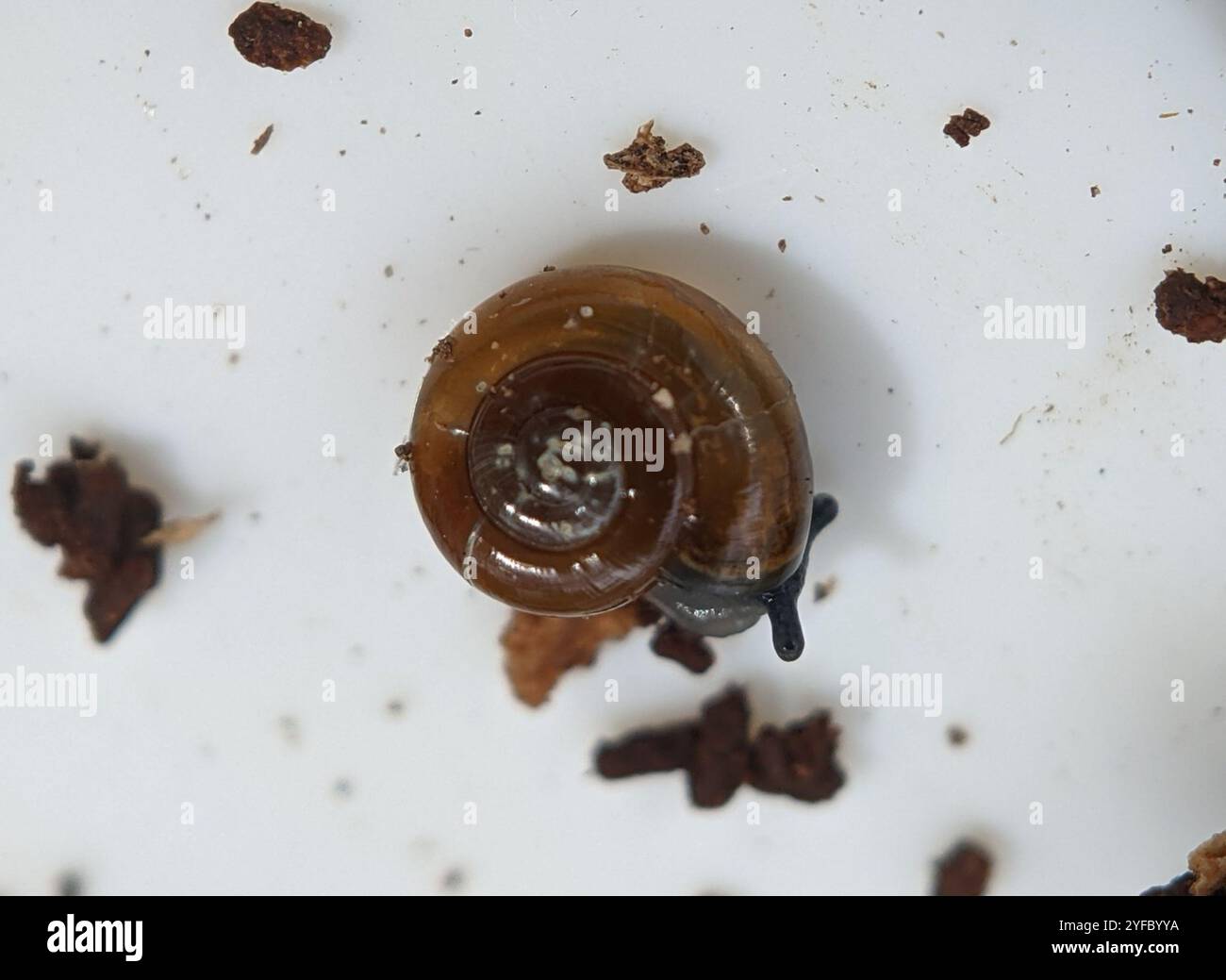 Glass Snails (Oxychilidae Stock Photo - Alamy