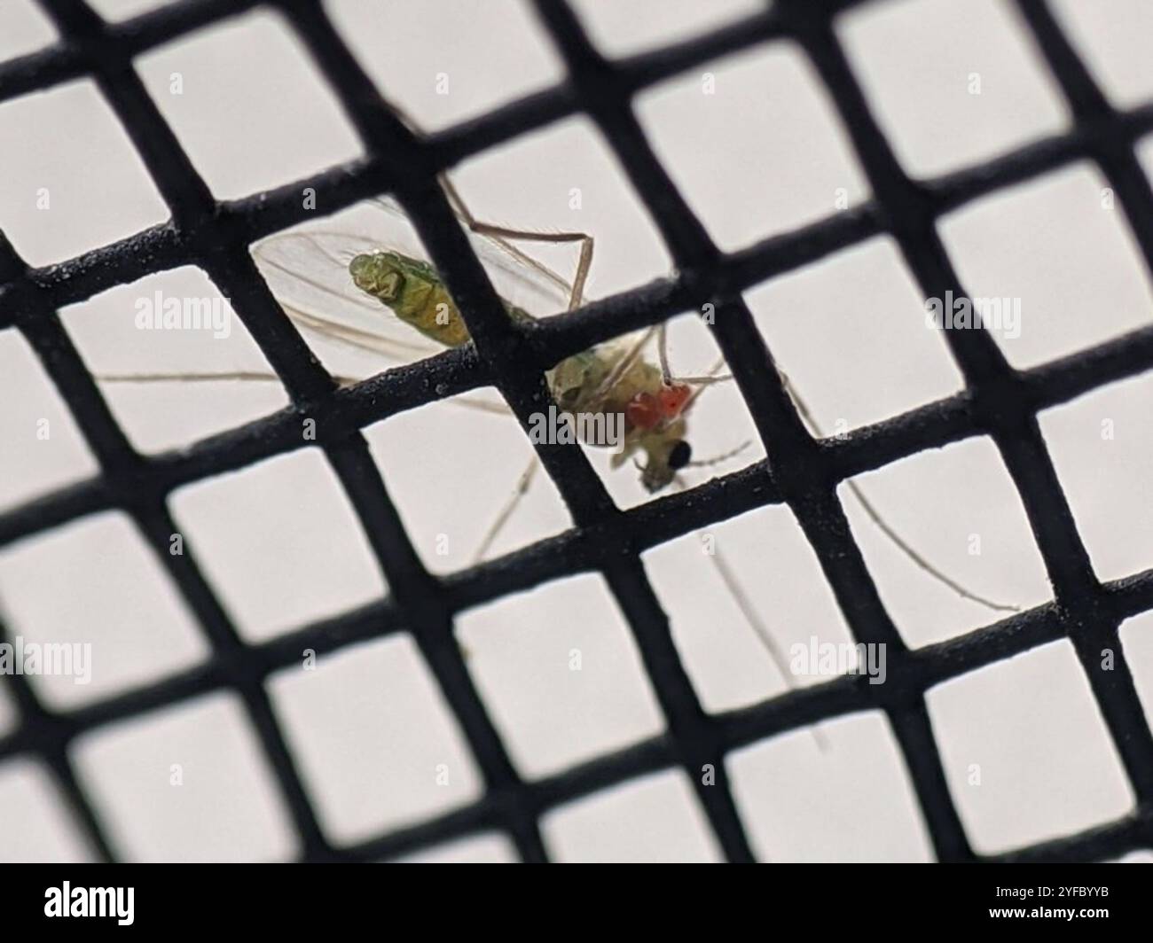 Non-biting Midges (Chironomidae Stock Photo - Alamy
