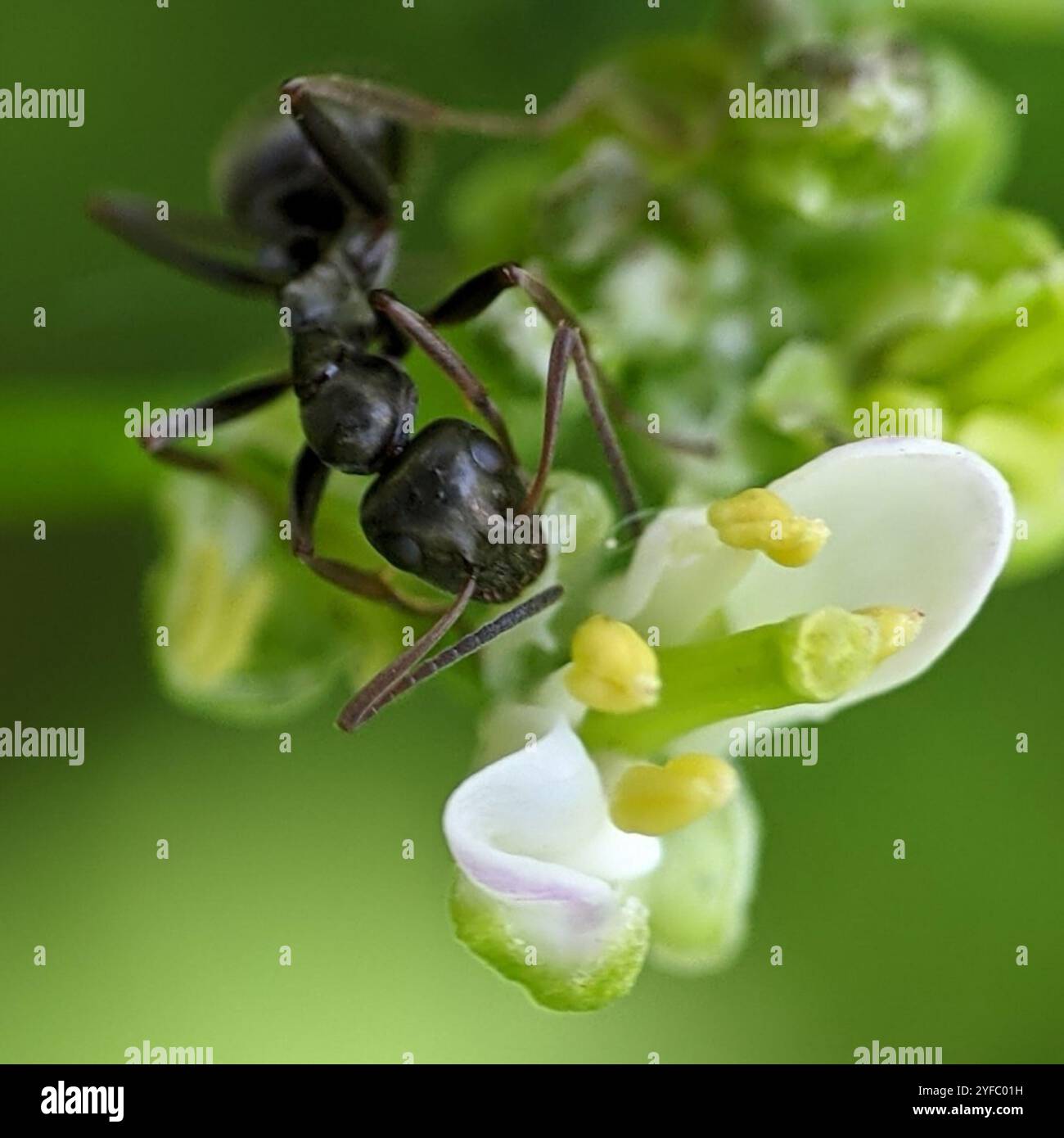 fusca-group Field Ants and Allies (Formica fusca Stock Photo - Alamy