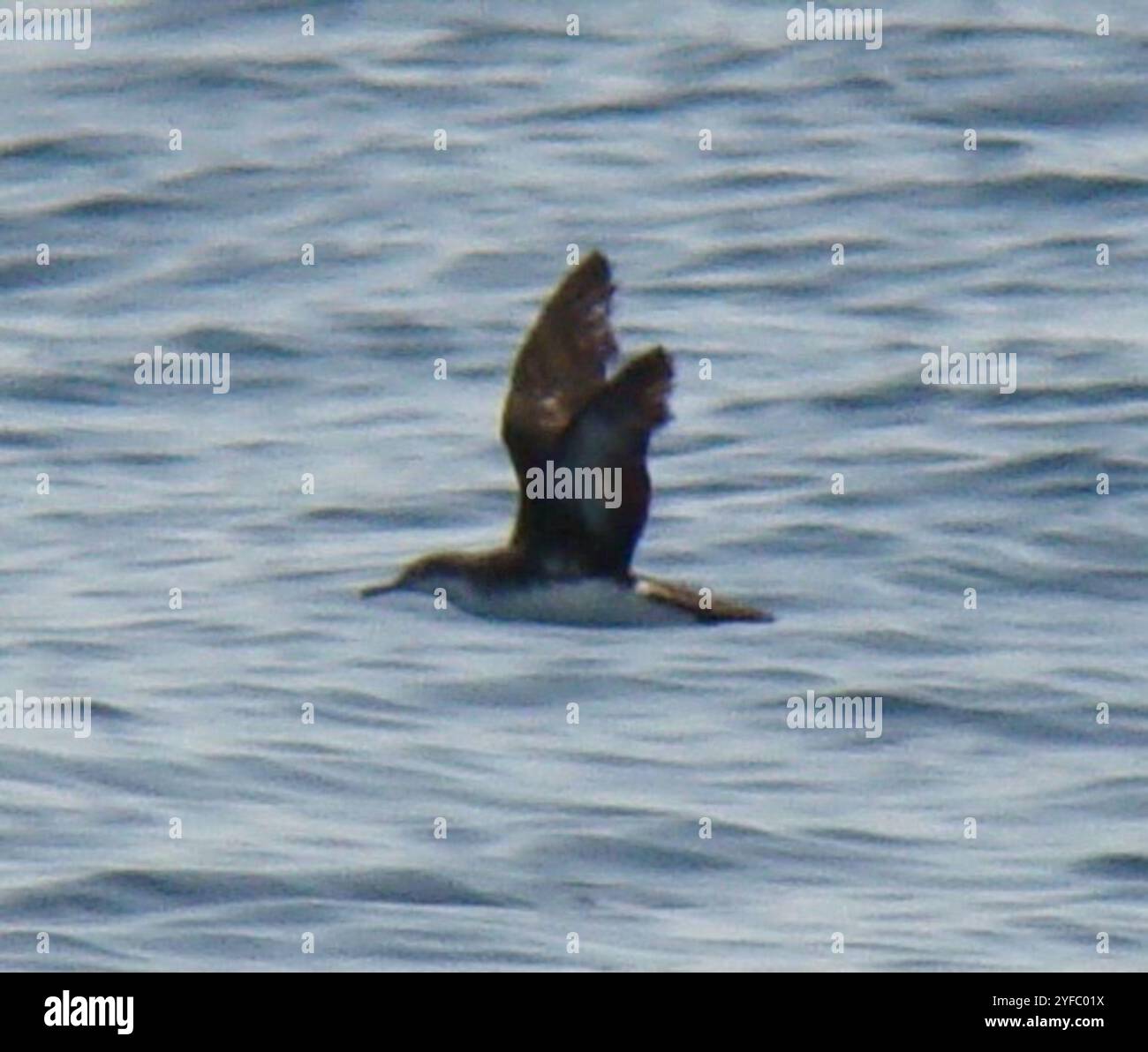 Persian Shearwater (Puffinus persicus Stock Photo - Alamy