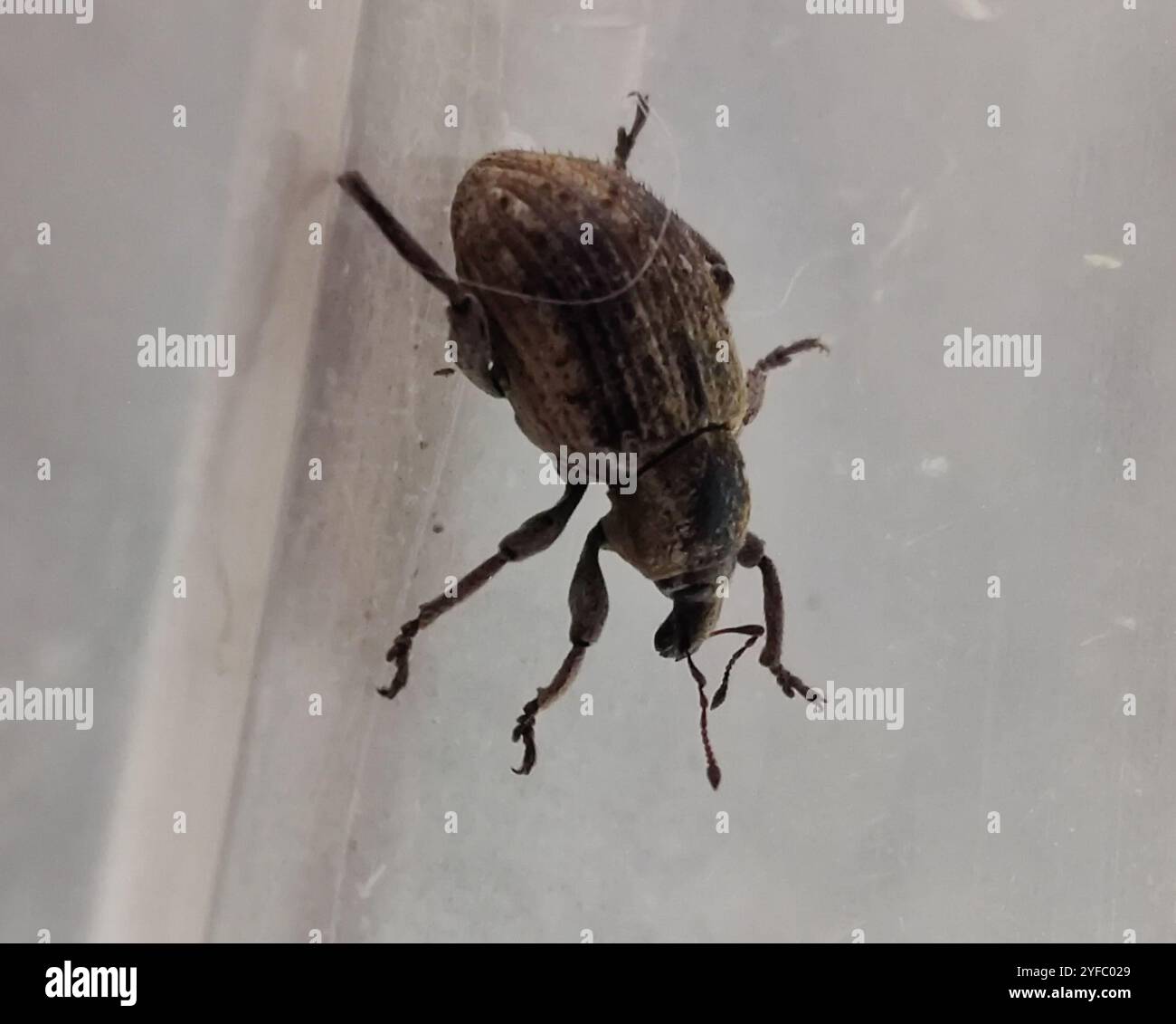 Clover Leaf Weevil (Brachypera zoilus Stock Photo - Alamy