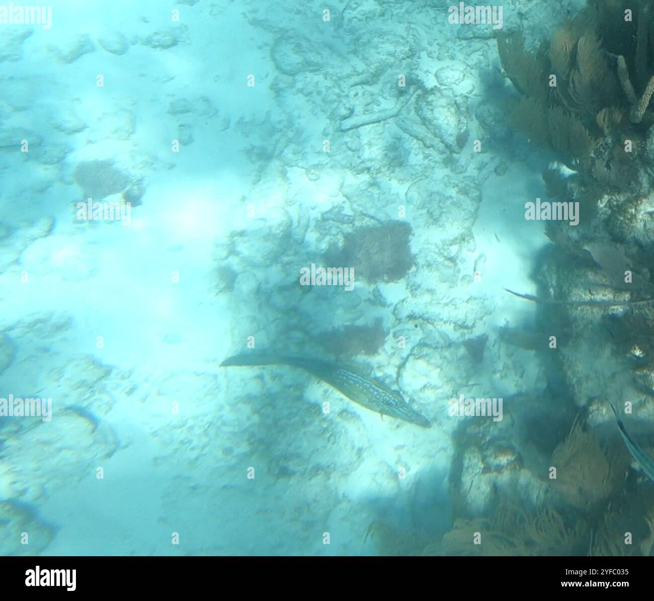 Scrawled Filefish (Aluterus scriptus Stock Photo - Alamy