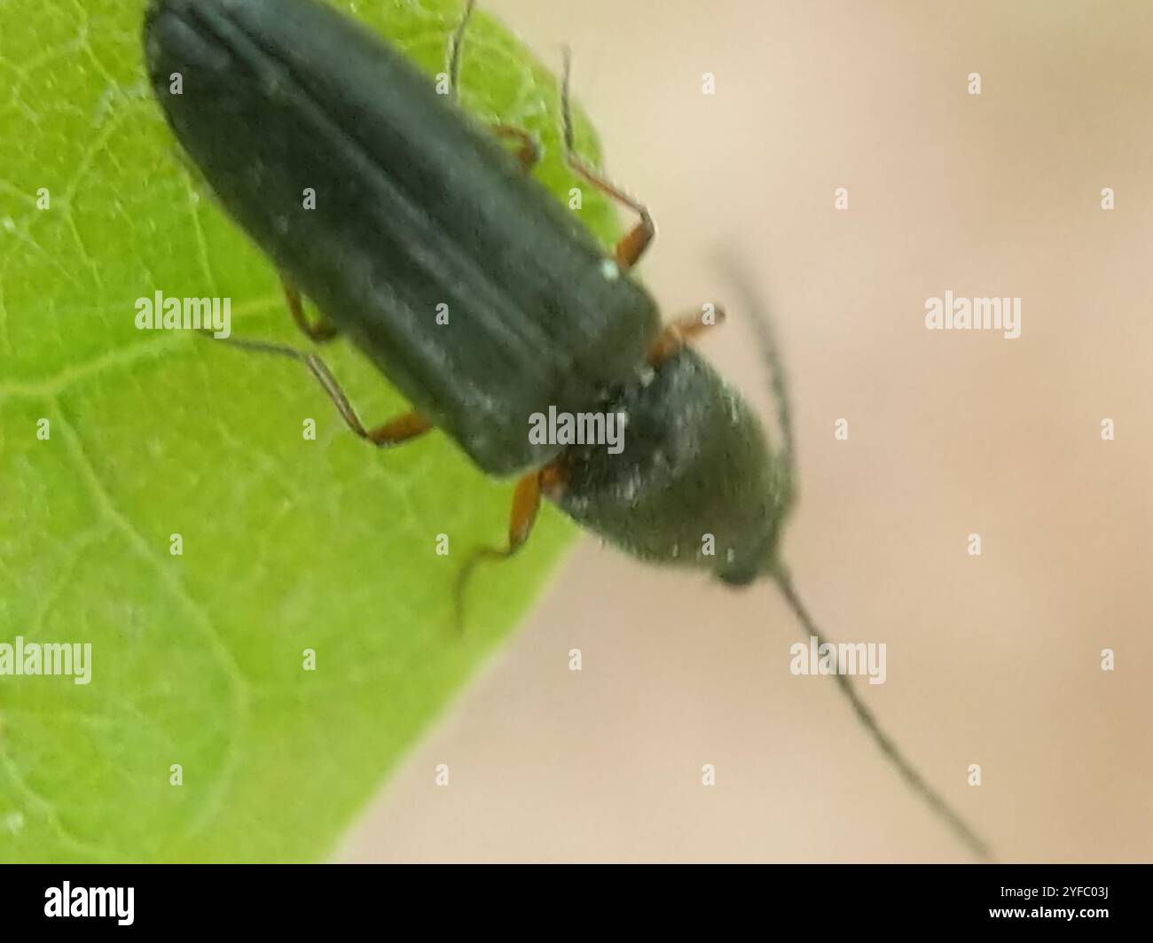 Basal Click Beetle (Limonius basilaris Stock Photo - Alamy