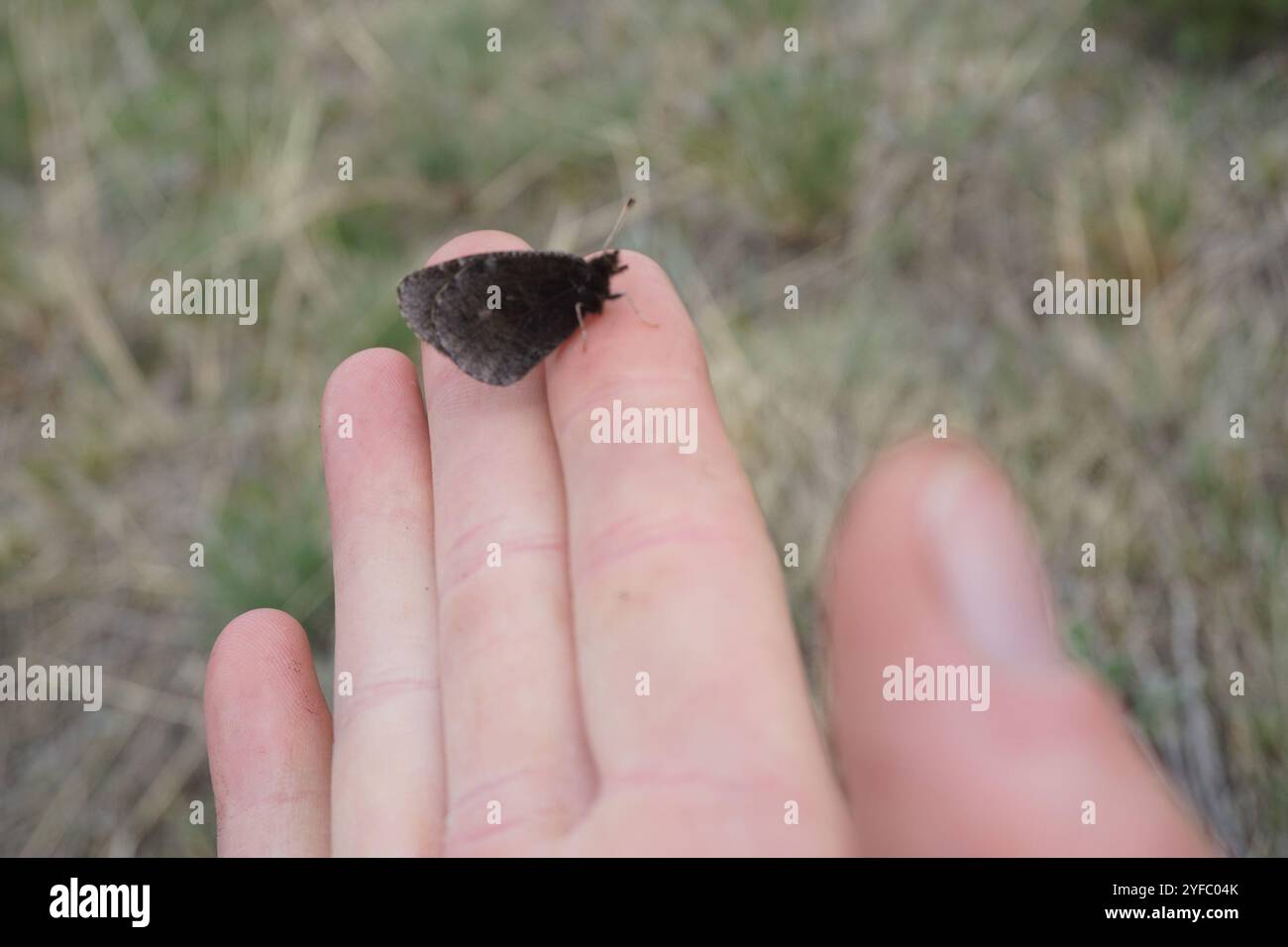 Red-disked Alpine (Erebia discoidalis Stock Photo - Alamy