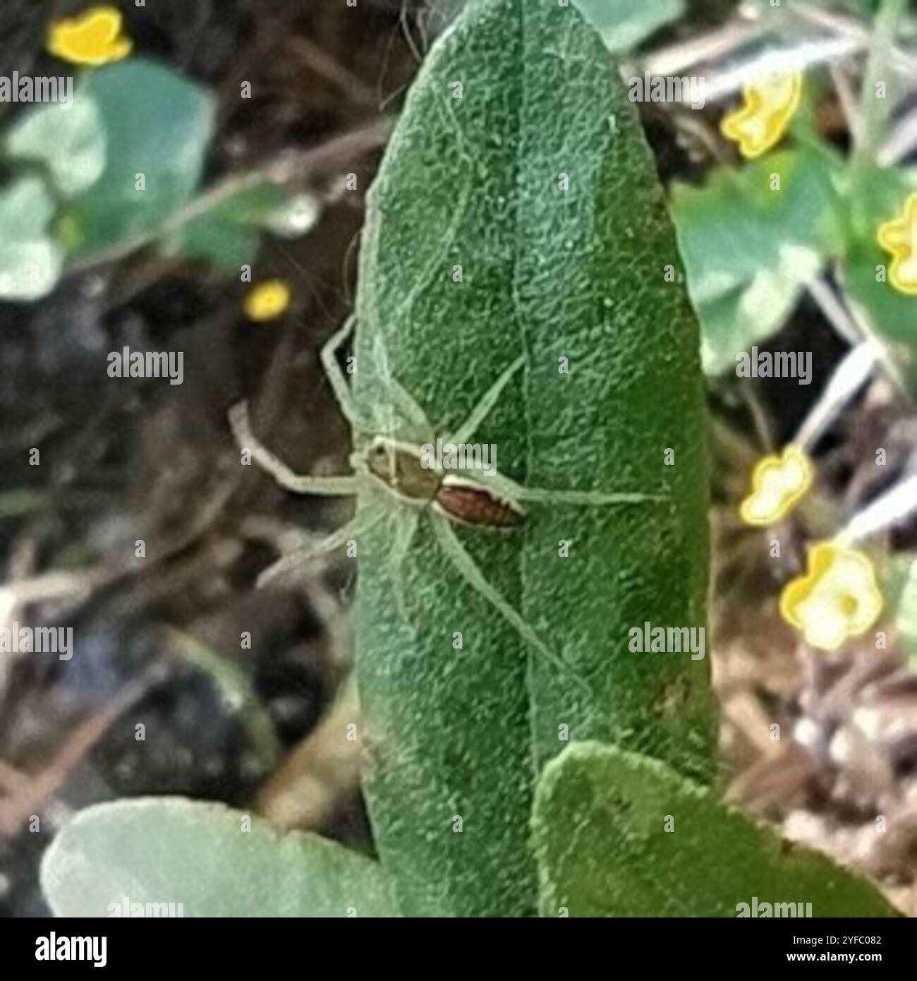 Fishing Spiders (Dolomedes Stock Photo - Alamy
