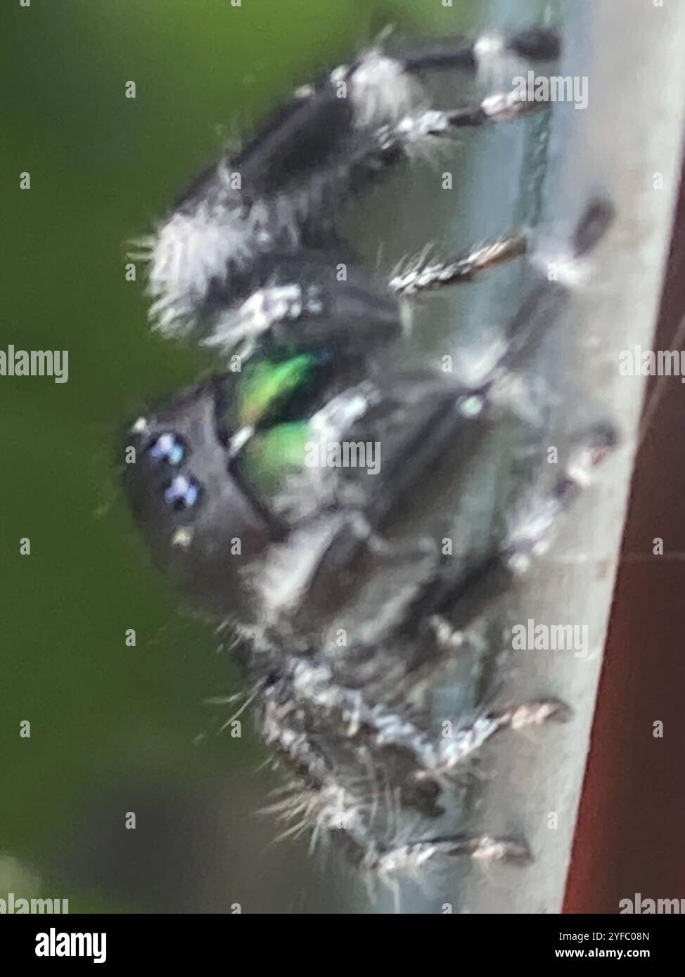 Bold Jumping Spider (Phidippus audax Stock Photo - Alamy