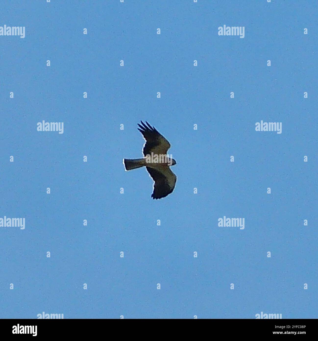 Booted Eagle (Hieraaetus pennatus Stock Photo - Alamy