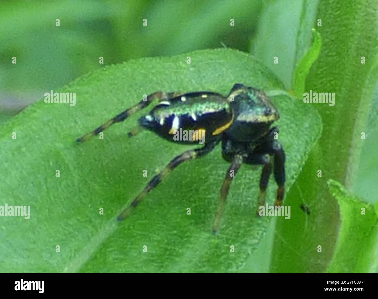 Golden Jumping Spider (Paraphidippus aurantius Stock Photo - Alamy